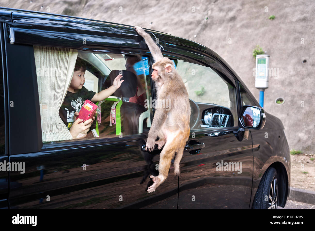 Small girl stares at a wild monkey from inside a car at Kam Shan ...