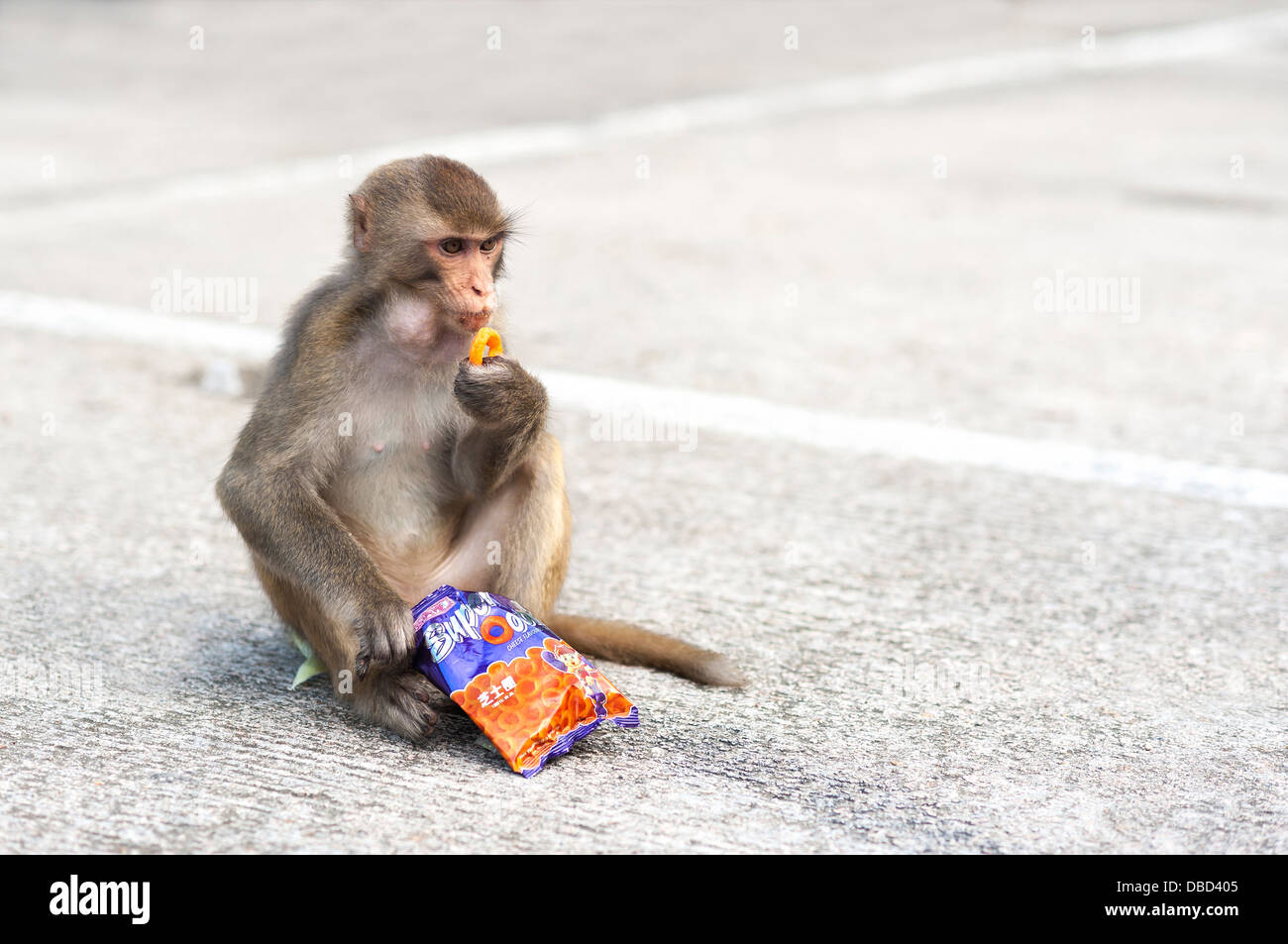Hong Kong wild monkey eating junk food at Monkey Mountain, Kowloon ...