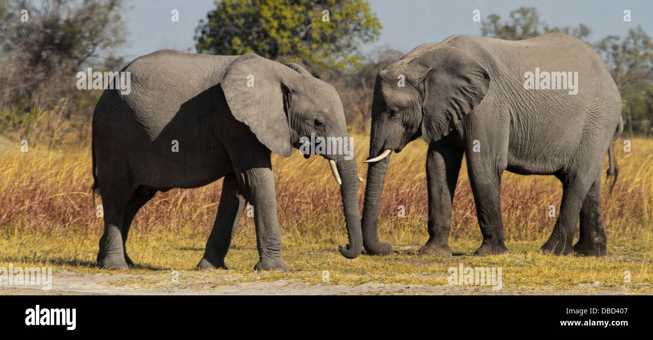 Two elephants meet in Mudumu National Park on the Caprivii Strip Stock ...