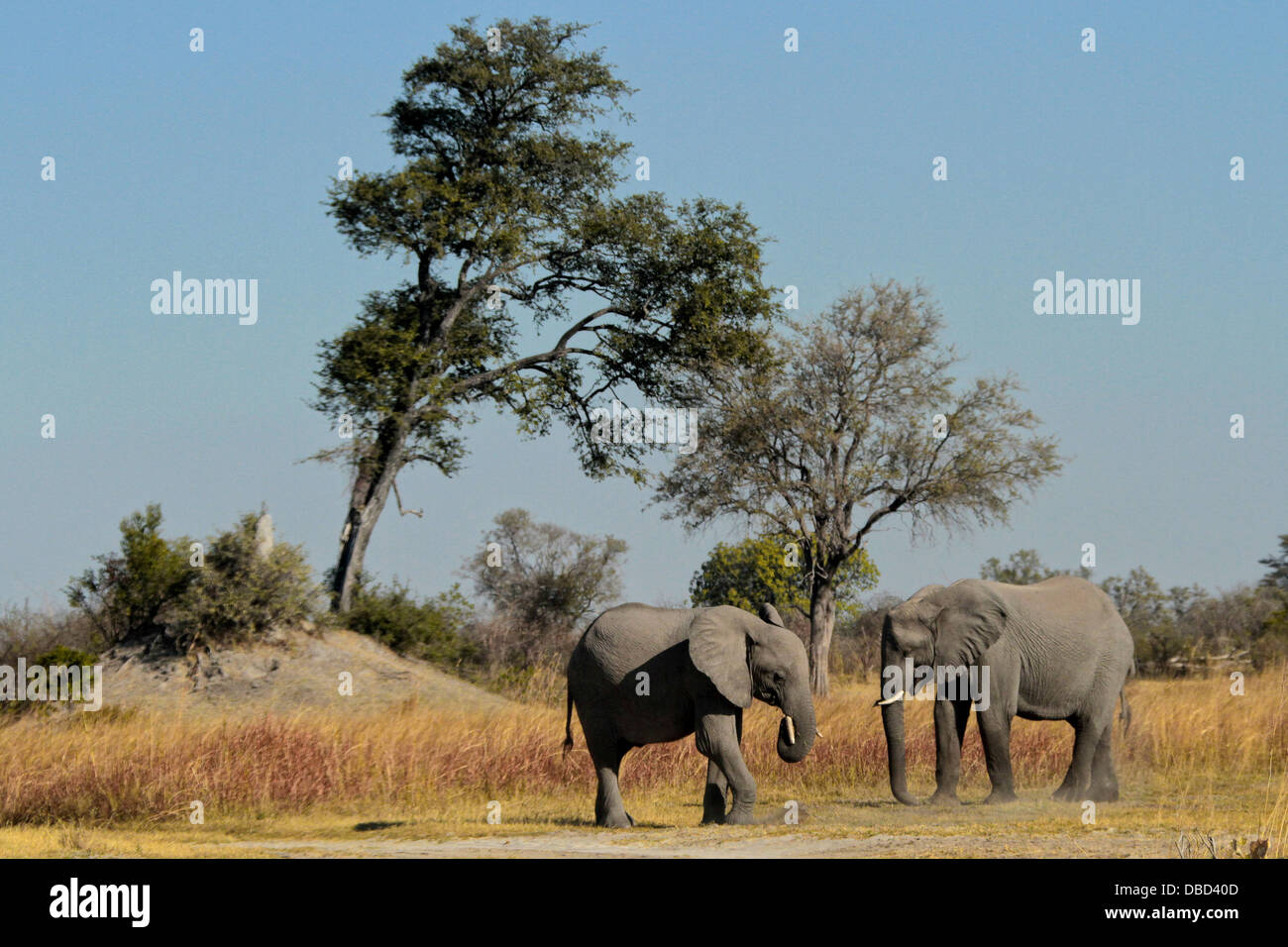 Two elephants meet in Mudumu National Park on the Caprivii Strip Stock ...