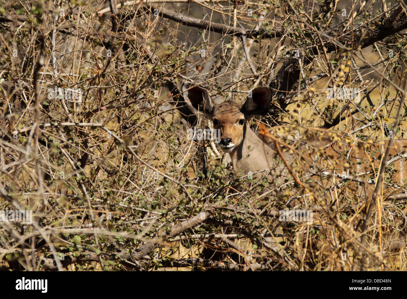 a lesser kudu hides in a thicket Stock Photo - Alamy