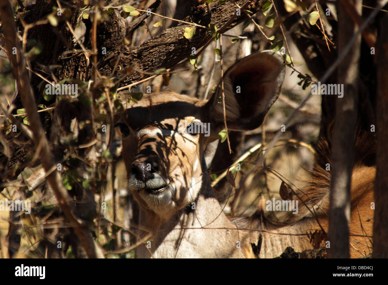 a lesser kudu hides in a thicket Stock Photo - Alamy