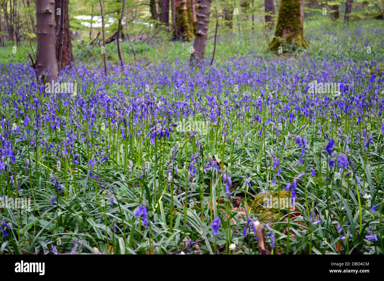 Bluebells & Trees in Strid Wood part of the Dales Way Long Distance ...