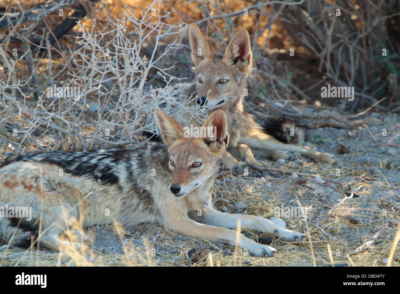 Jackals africa hi-res stock photography and images - Alamy