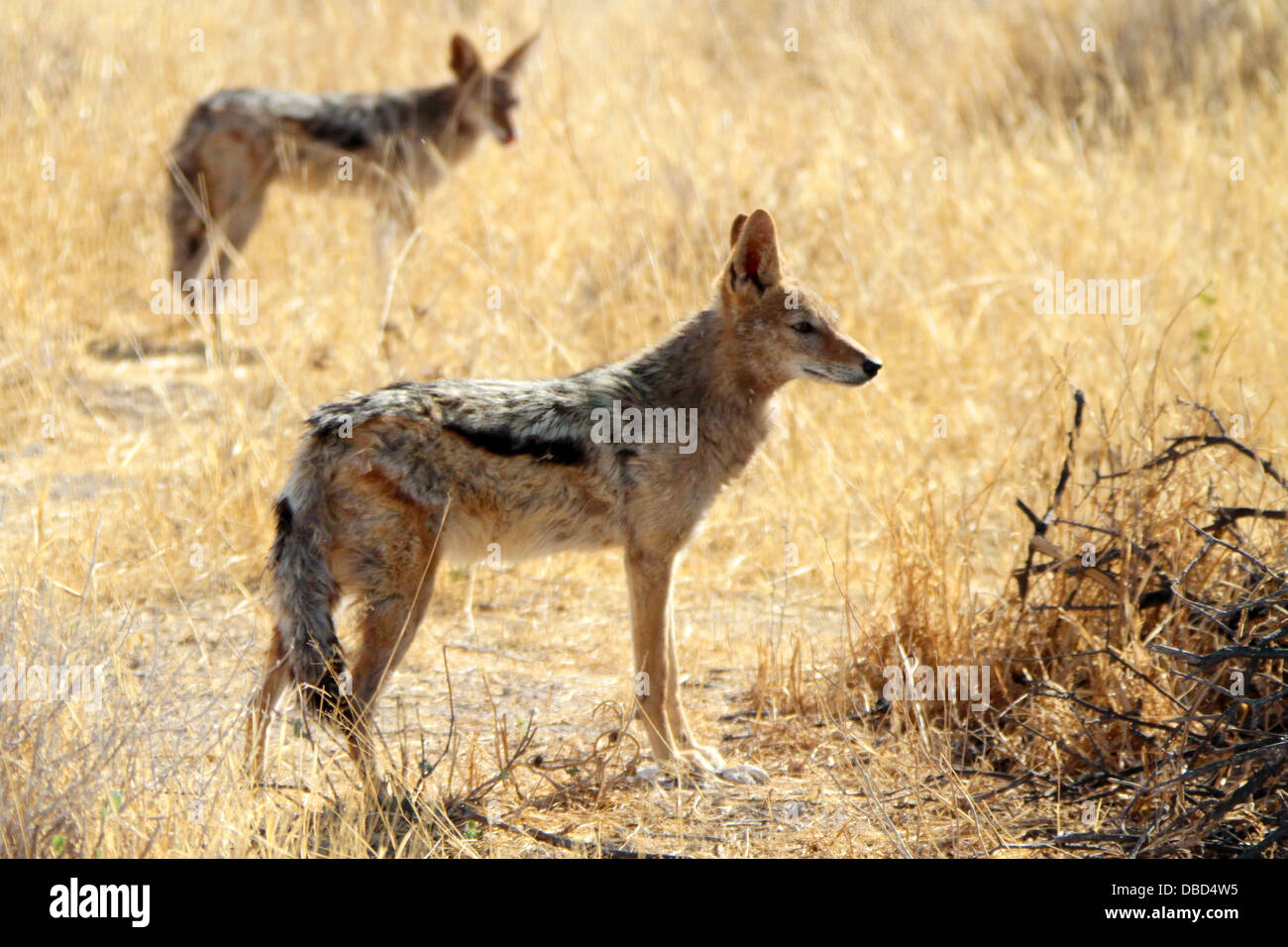 Two jackals hi-res stock photography and images - Alamy