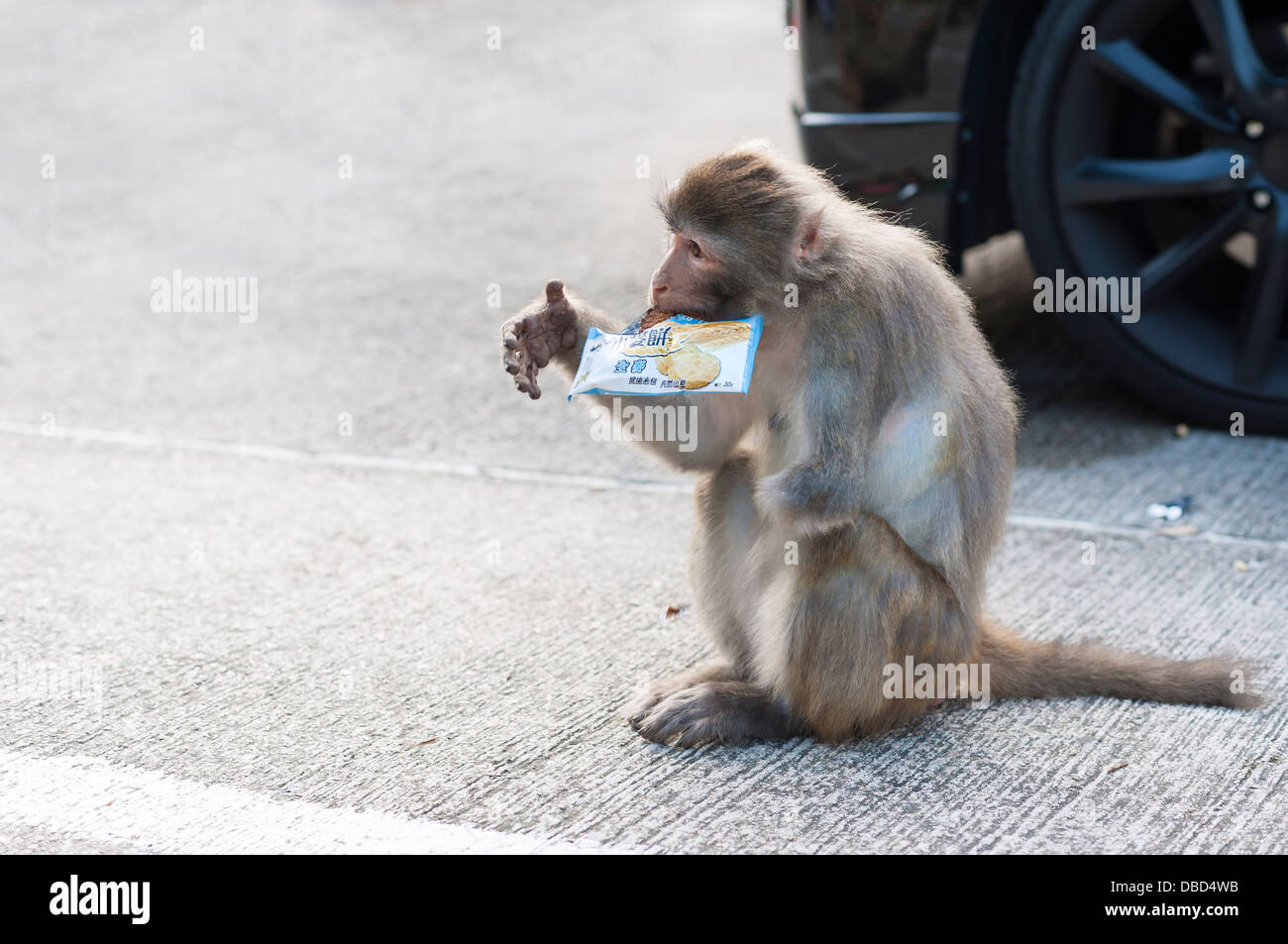 Monkey arm hi-res stock photography and images - Alamy
