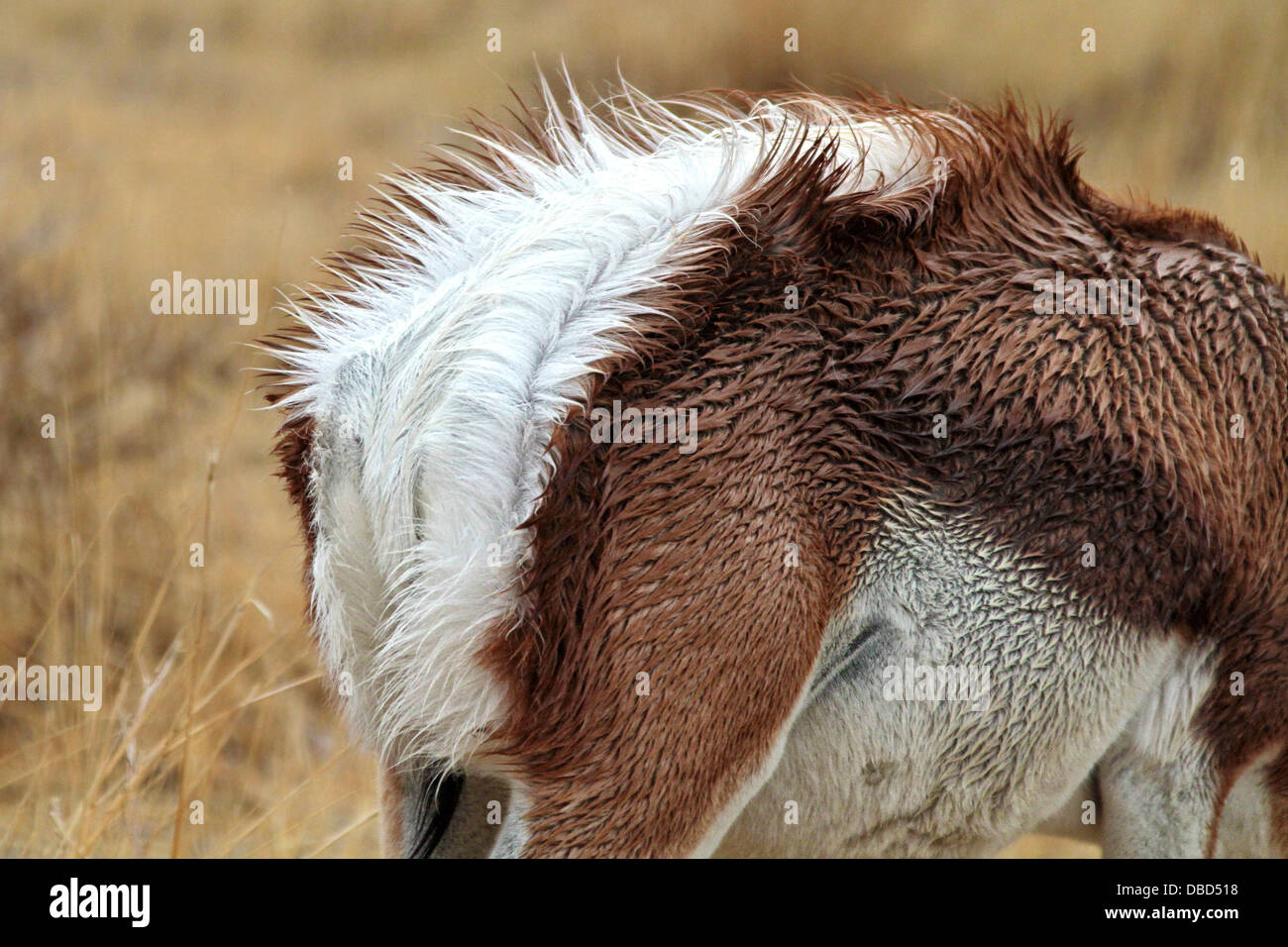 Springbok fluffed up after the rain in Etosha. The white stripe carries ...