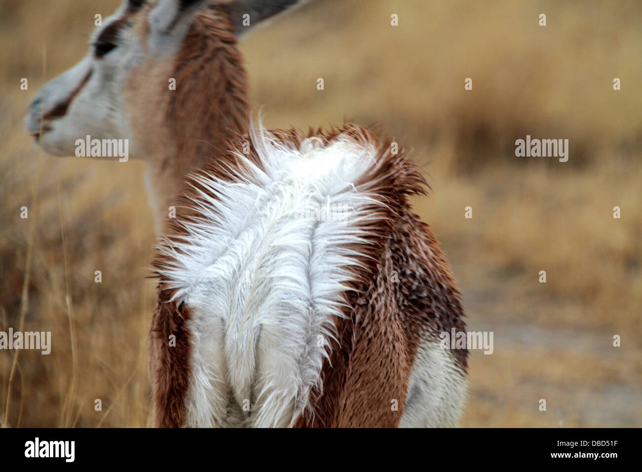 Springbok fluffed up after the rain in Etosha. The white stripe carries ...