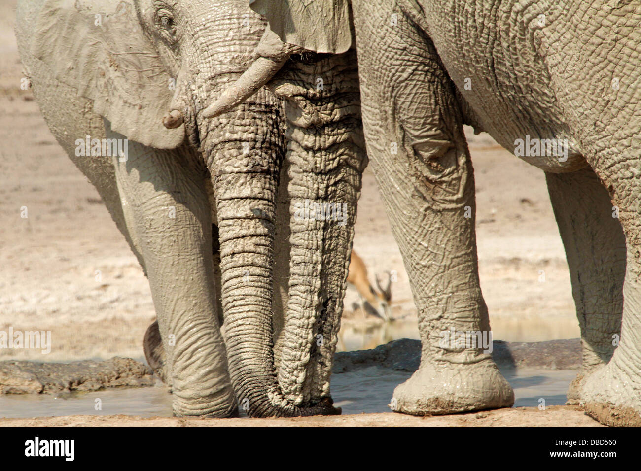 White elephants hi-res stock photography and images - Alamy
