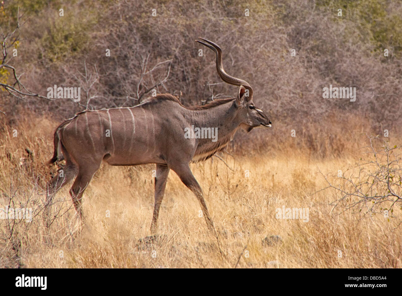 A male kudu strides out in Etosha Stock Photo - Alamy