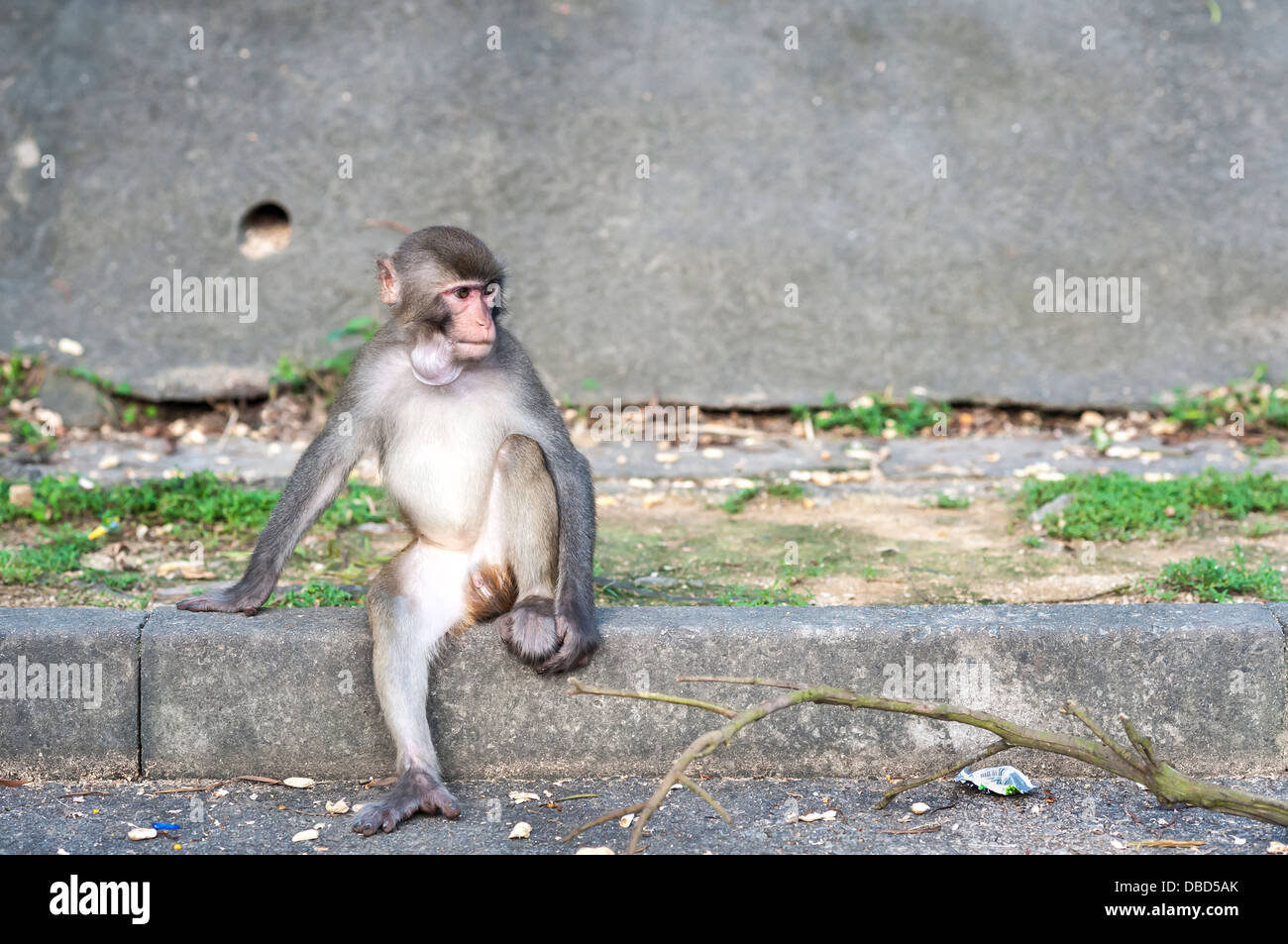 Hong Kong monkey with something stuck its throat Stock Photo - Alamy