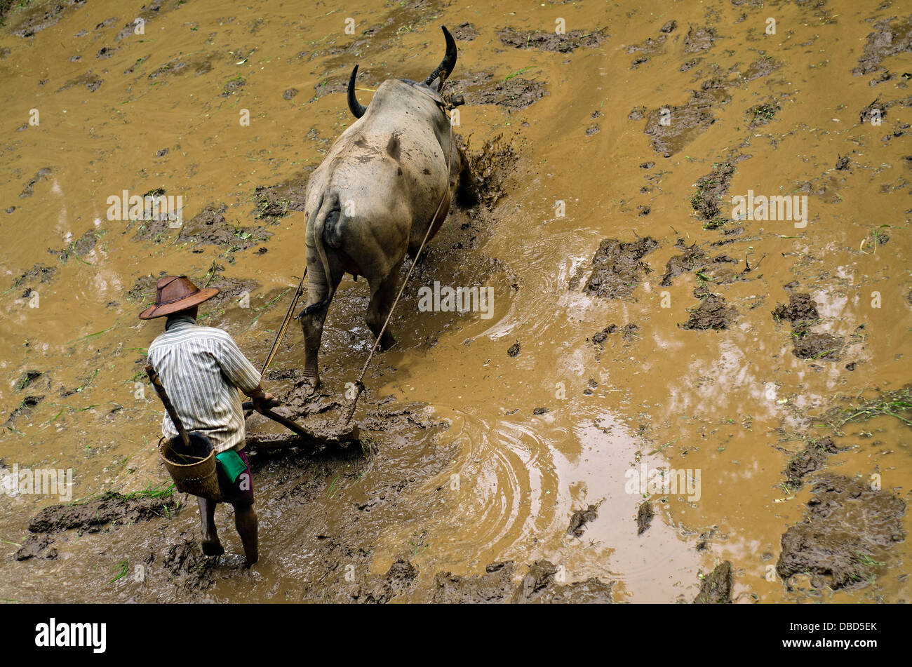 Man plowing field hi-res stock photography and images - Alamy