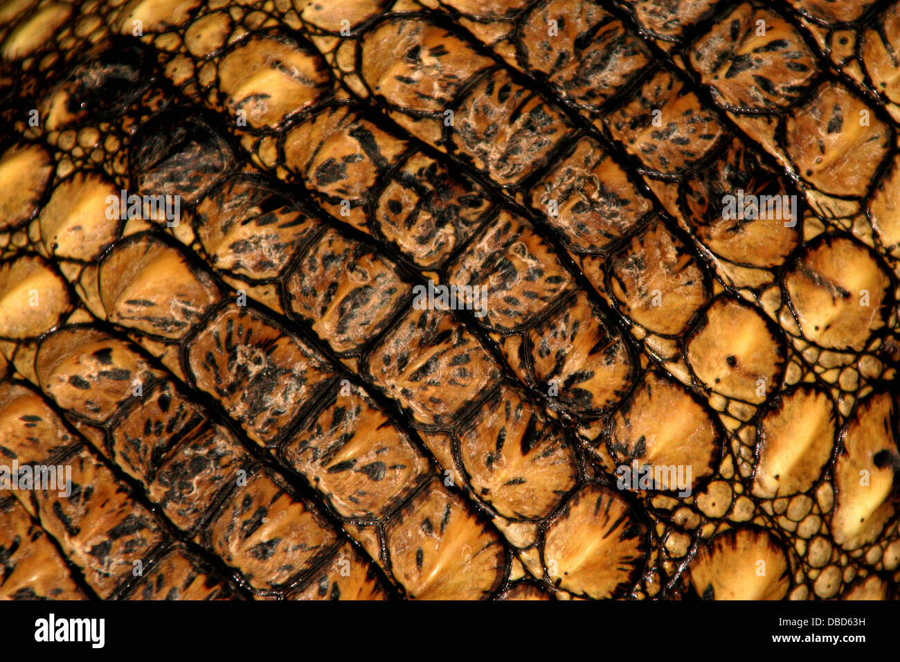 The back of a young crocodile Stock Photo - Alamy