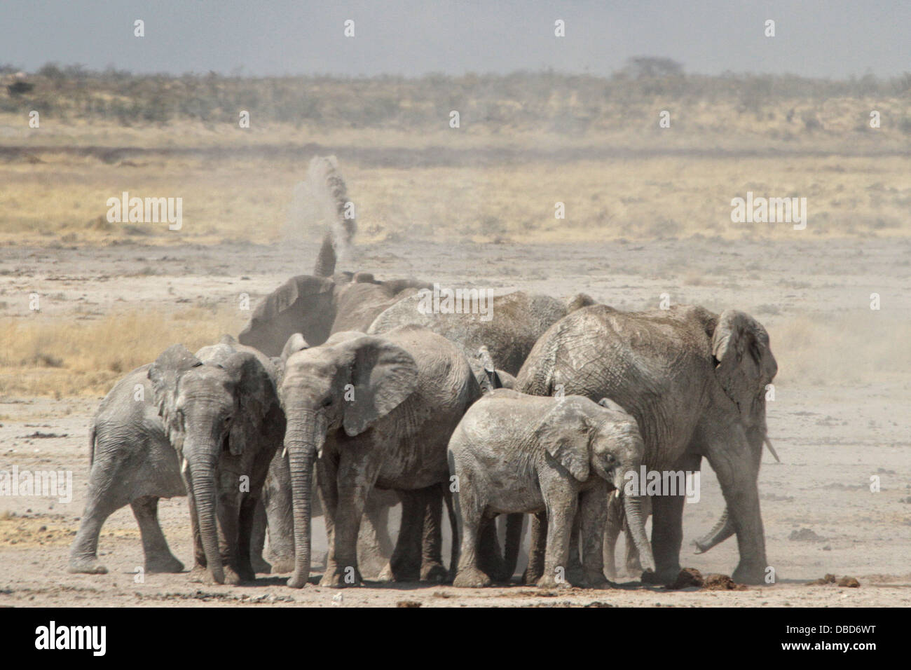 A small herd of elephants form a protective circle while waiting to ...