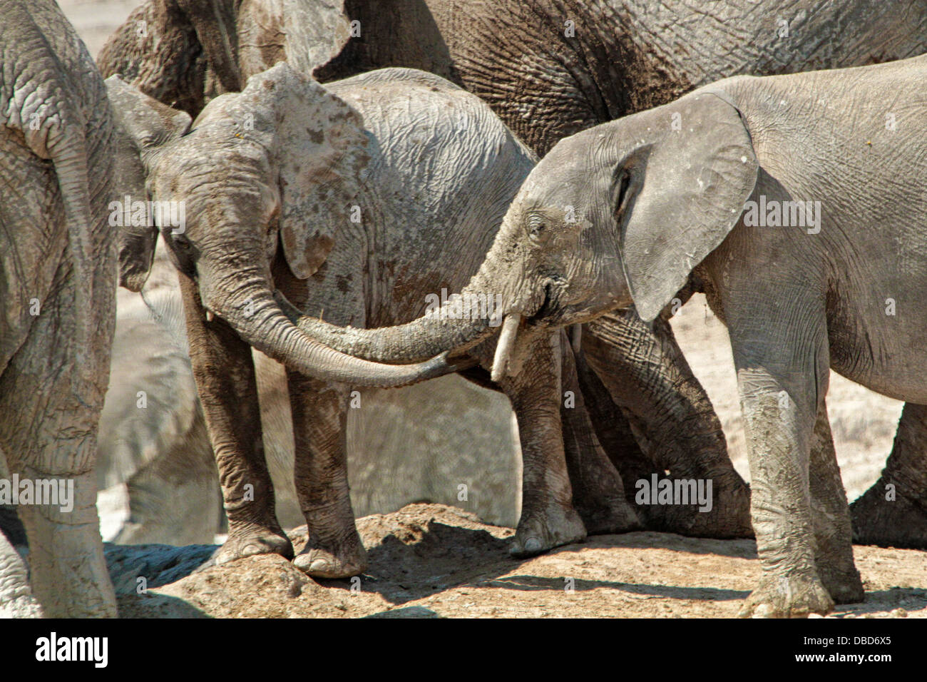 A couple of young elephants meet and greet Stock Photo - Alamy