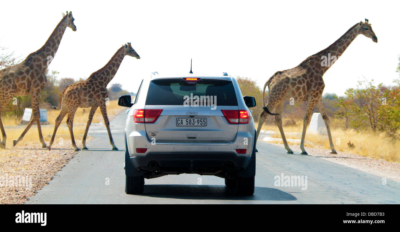 3 giraffes cross the main road through Etosha Stock Photo - Alamy
