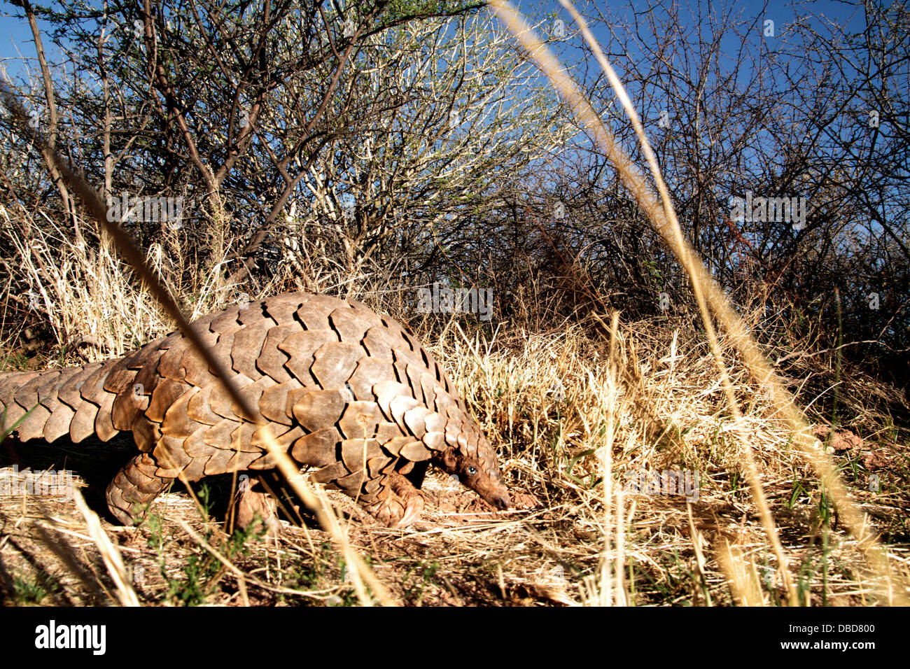 A Rare Cape Pangolin, Foraging in the bush near Otjiwarongo Stock Photo ...