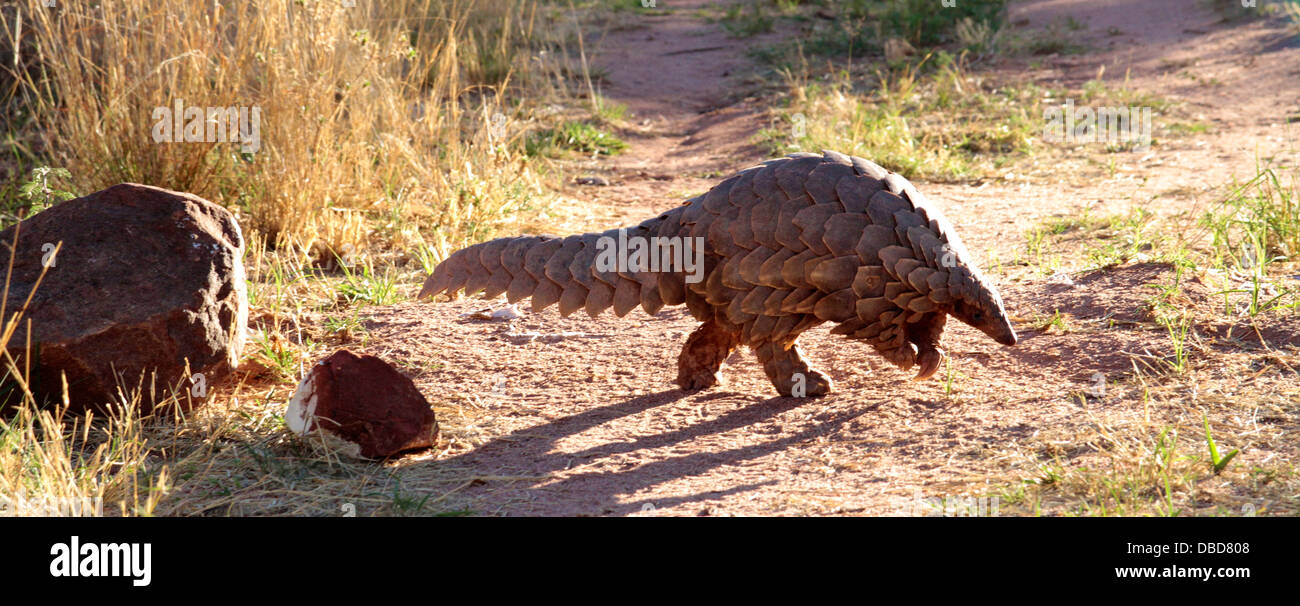 Rare Cape Pangolin Foraging in bush near Otjiwarongo walks on hind legs ...