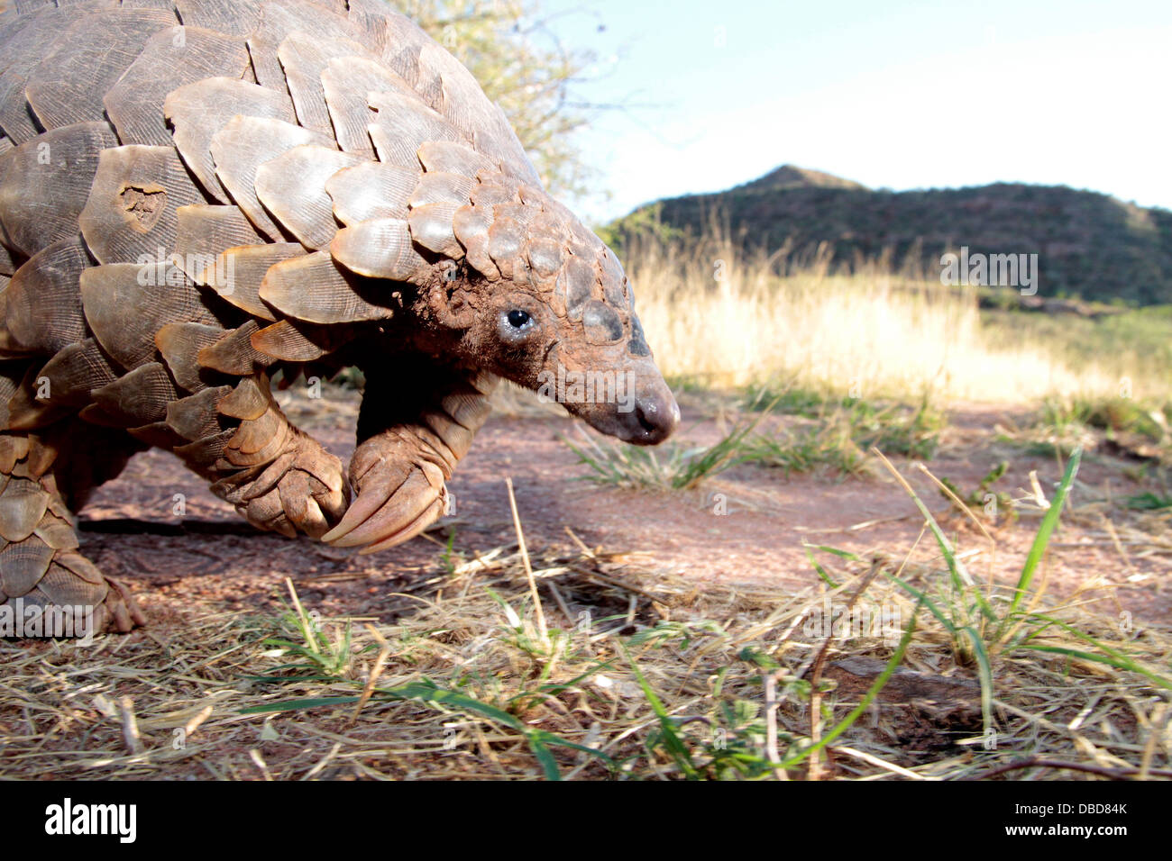 Rare Cape Pangolin Foraging in bush near Otjiwarongo walks on hind legs ...