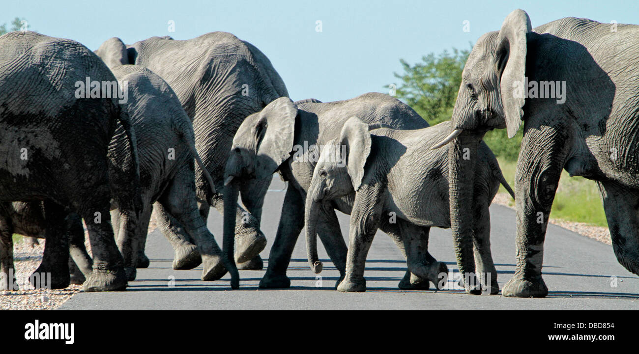 A herd of elephants cross the main road in Etosha Stock Photo - Alamy