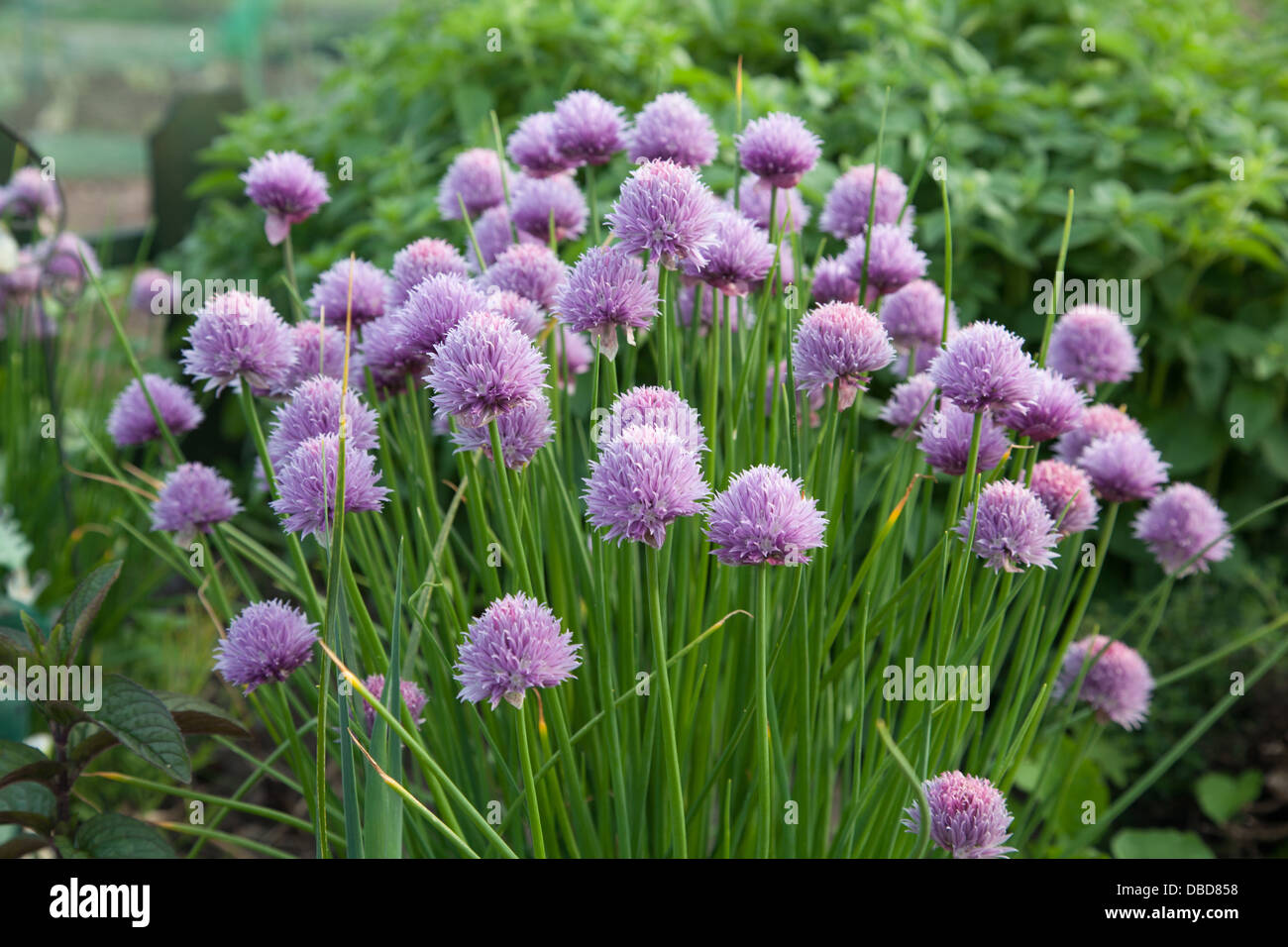 flowering chives alliums schoenoprasum Stock Photo - Alamy