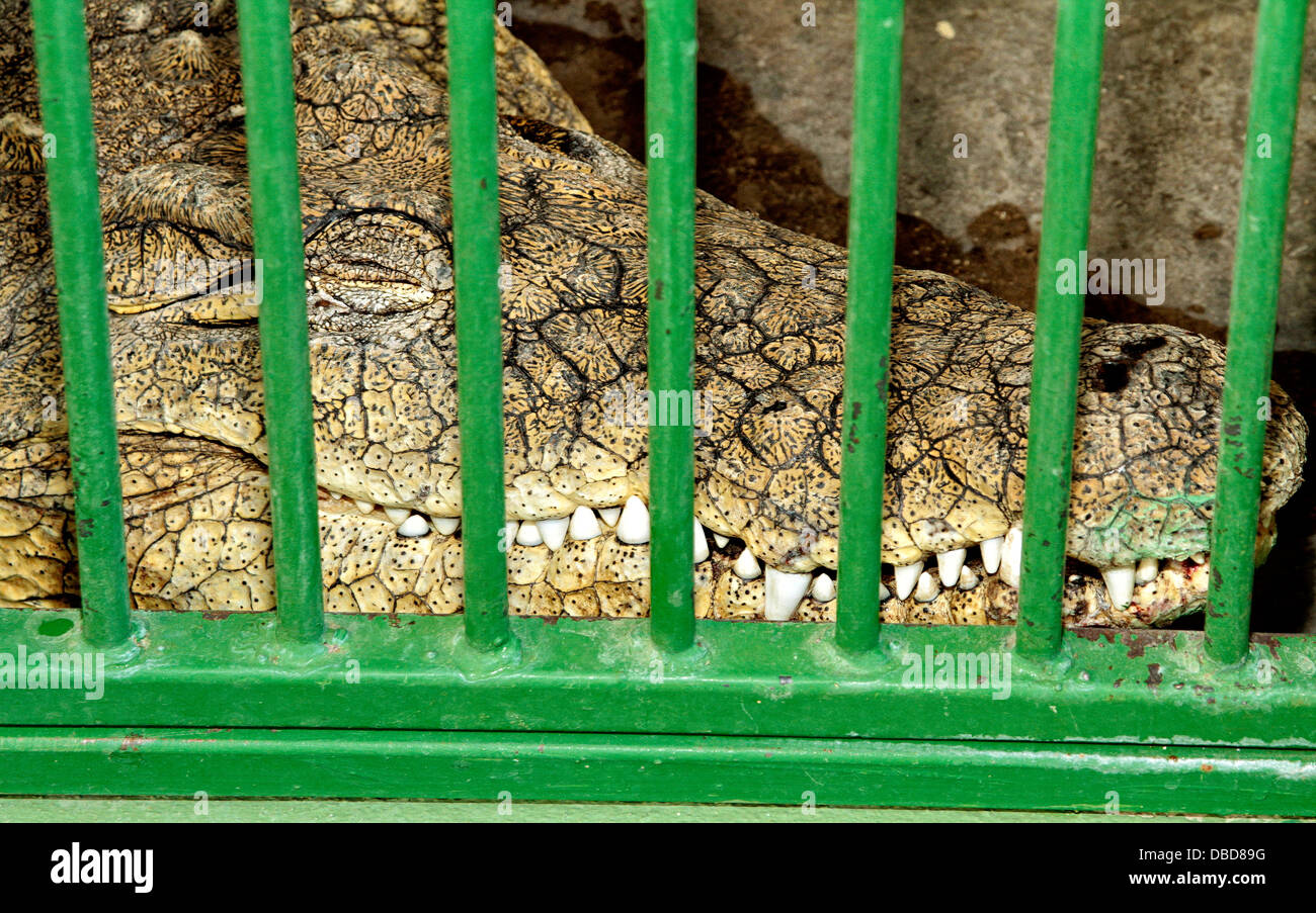 A Nile crocodile is caged at the vet following on operation to repair a ...