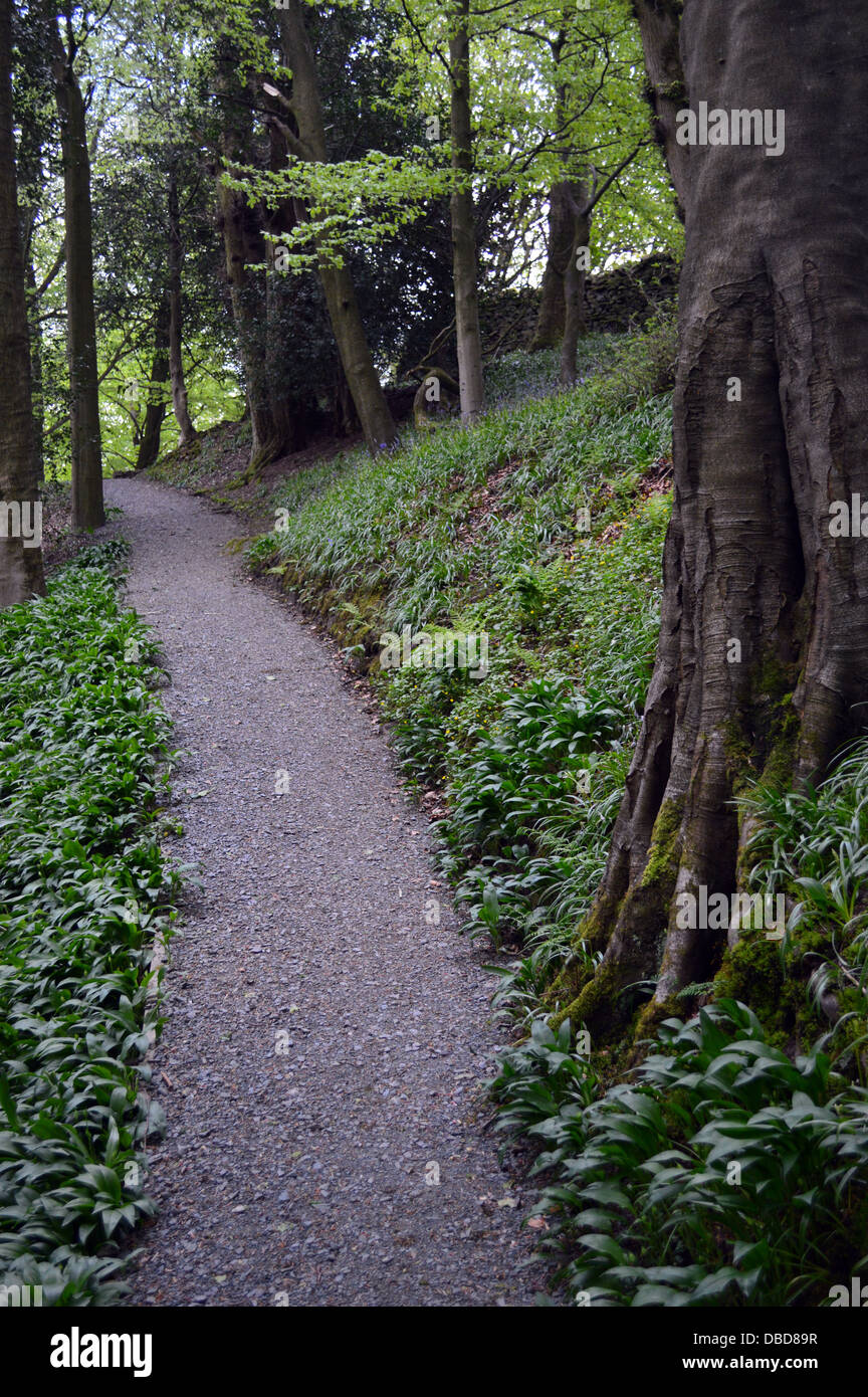 Footpath Through Trees in Strid Wood part of the Dales Way Long ...