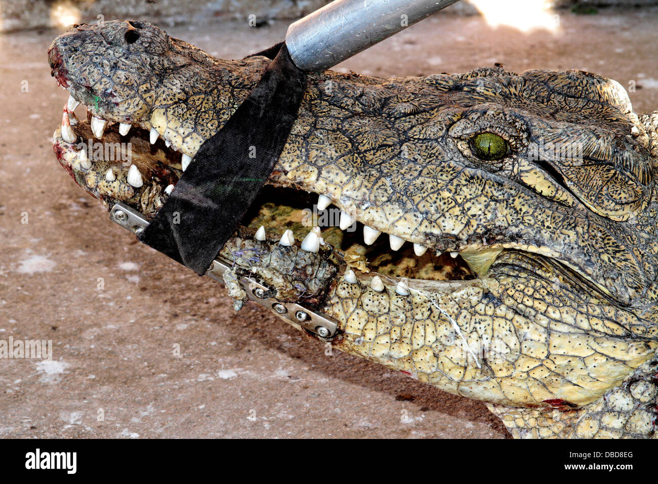 Dangerous jaws hi-res stock photography and images - Alamy