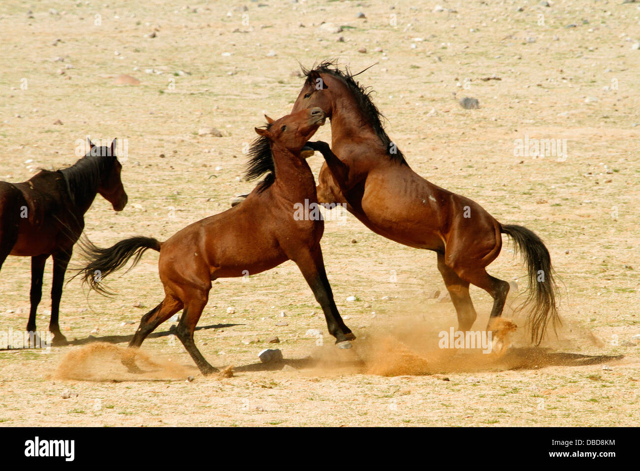 Two wild stallions standing up to each other in a big way when ...