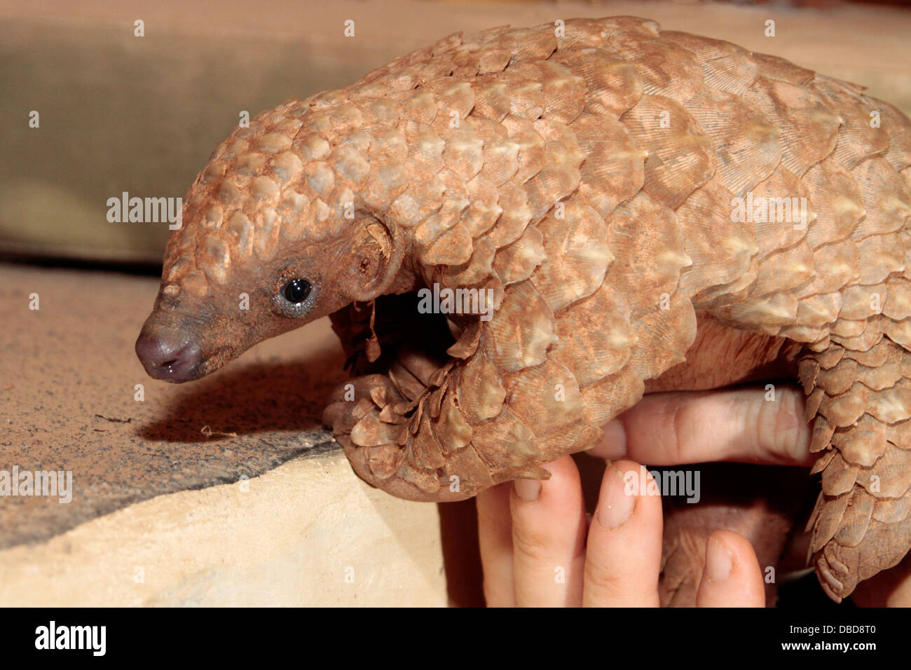Pangolin Baby