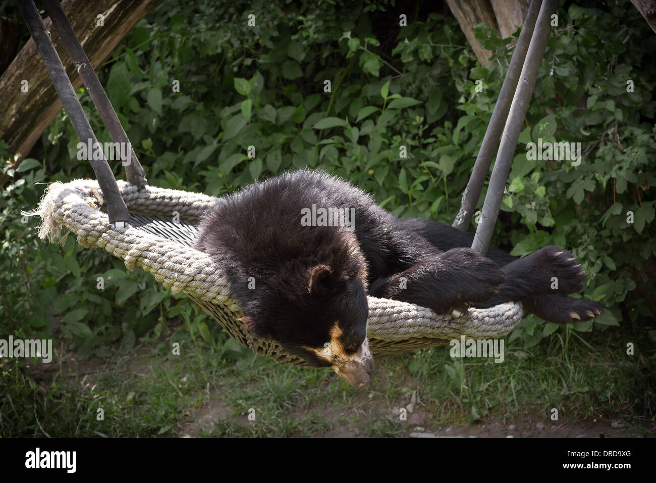 Spectacled bear claws hi-res stock photography and images - Alamy