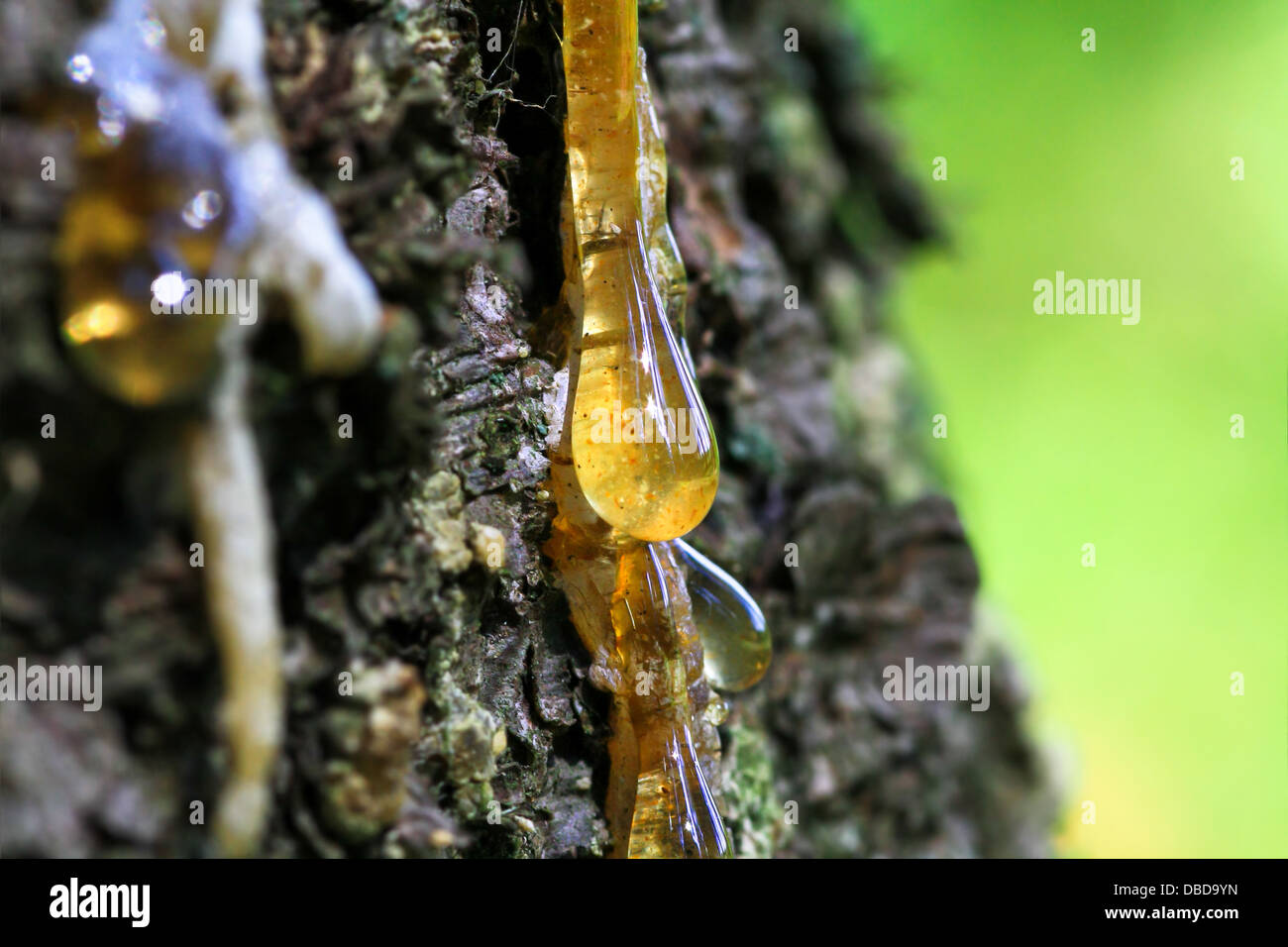 beautiful drop of resin on pine bark Stock Photo - Alamy