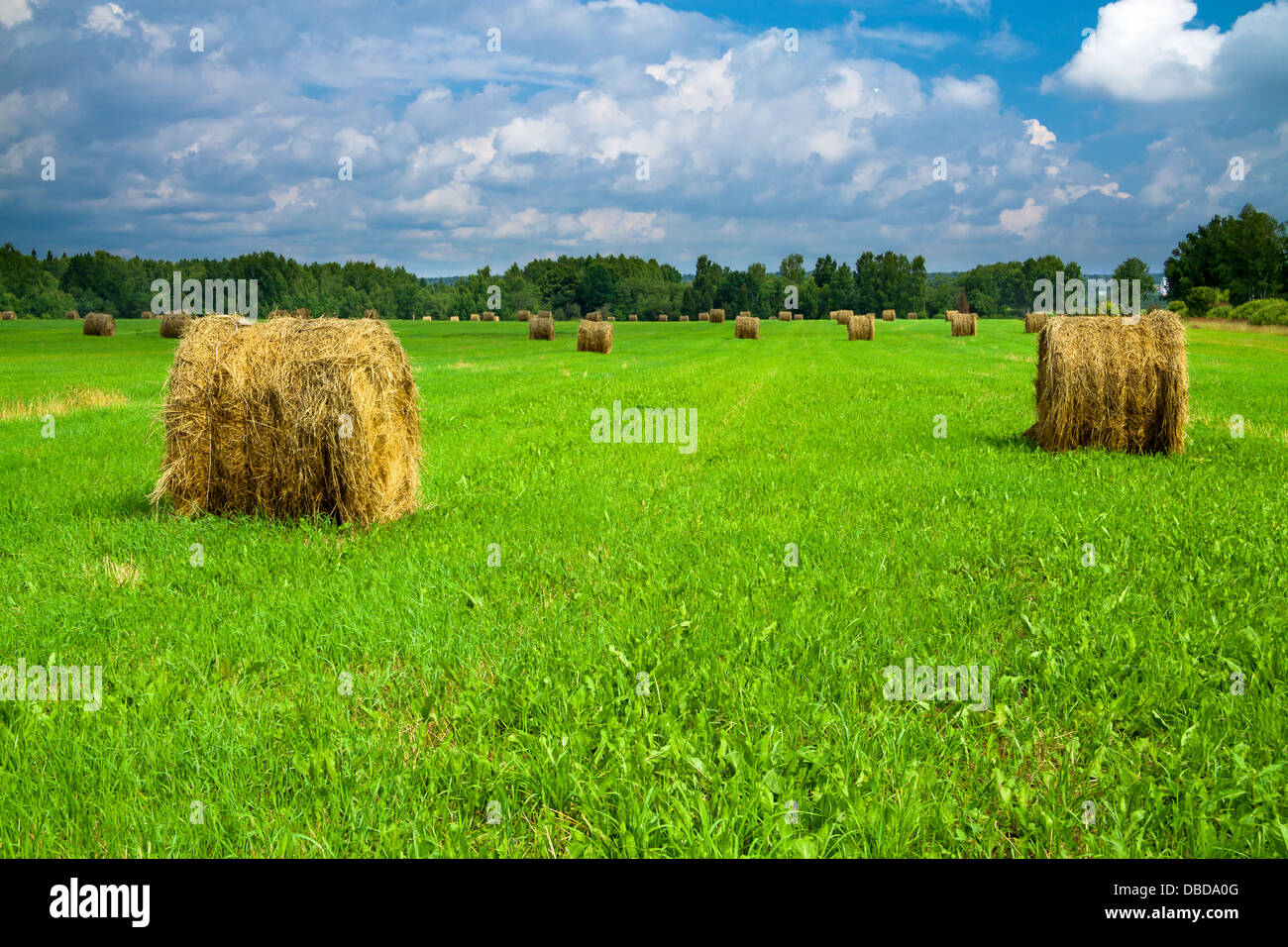 Field summer sky hi-res stock photography and images - Alamy