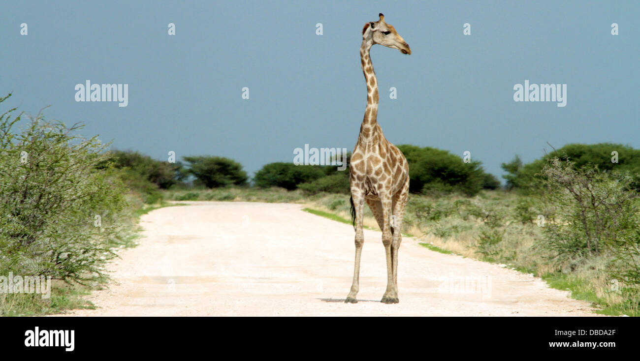 Giraffe looks around hi-res stock photography and images - Alamy