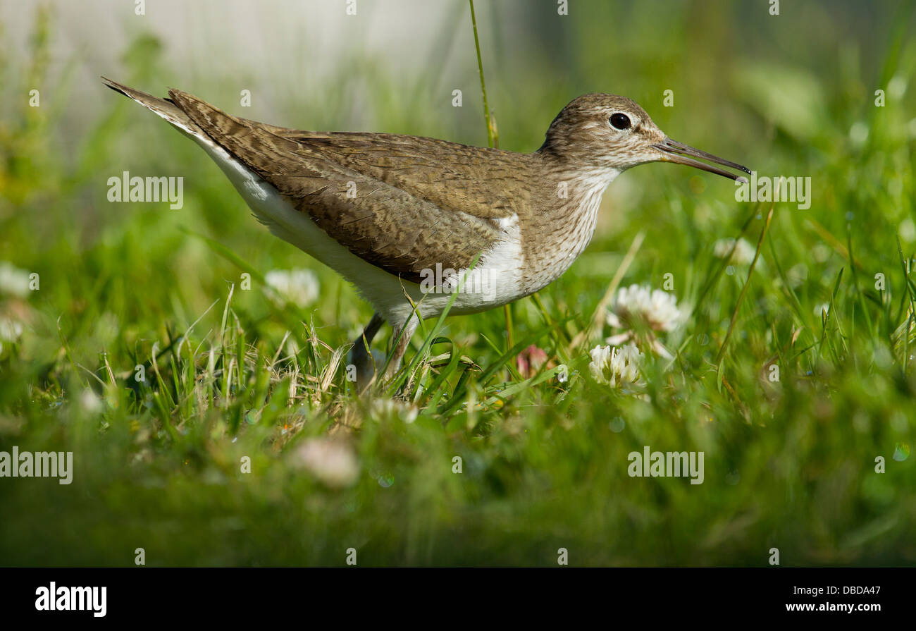 Common sandpiper tringa hypoleucos hi-res stock photography and images ...