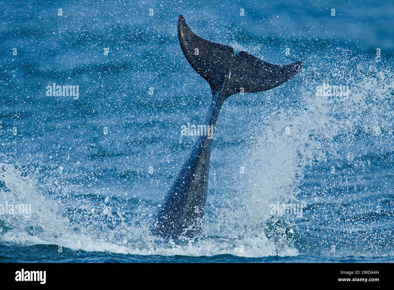 Bottlenose dolphin, Chanonry Point, Scotland Stock Photo - Alamy