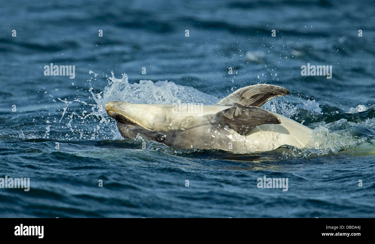 Dolphin hunting hi-res stock photography and images - Alamy