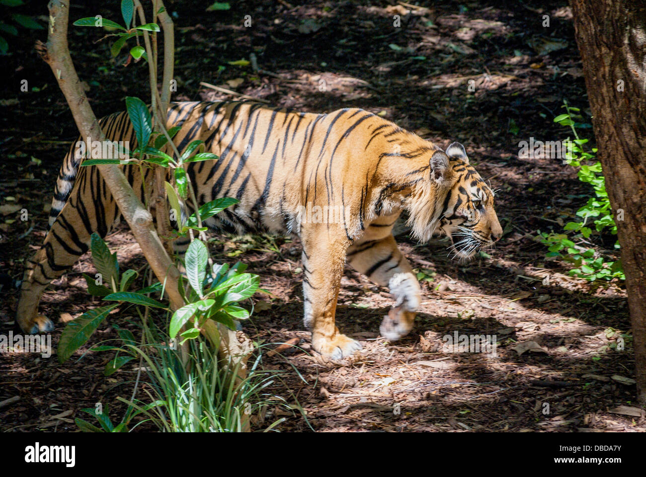 A tiger steps out from under a tree into the light as it prowls the ...