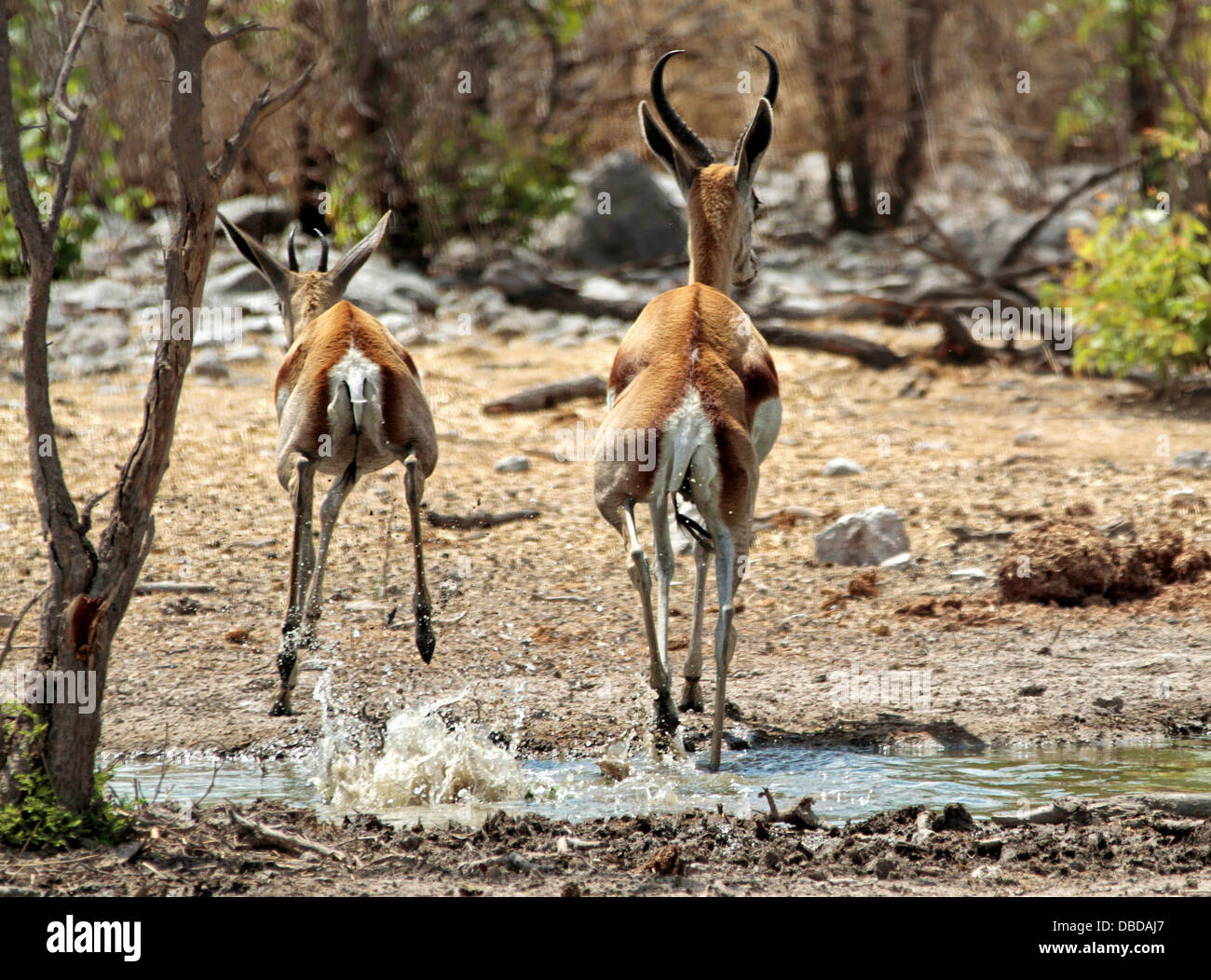 Springbok bounding away in Etosha Stock Photo - Alamy