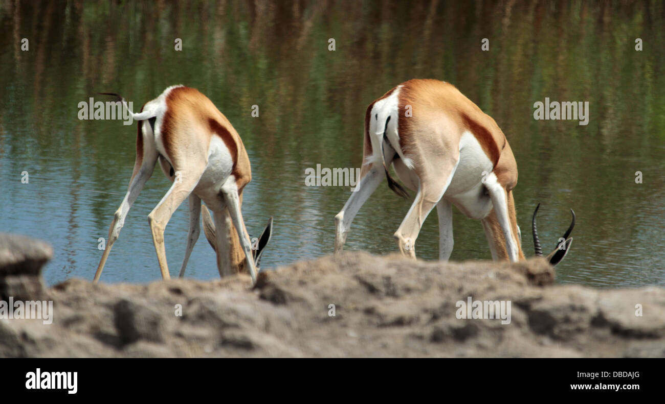 Springbok in water hi-res stock photography and images - Alamy