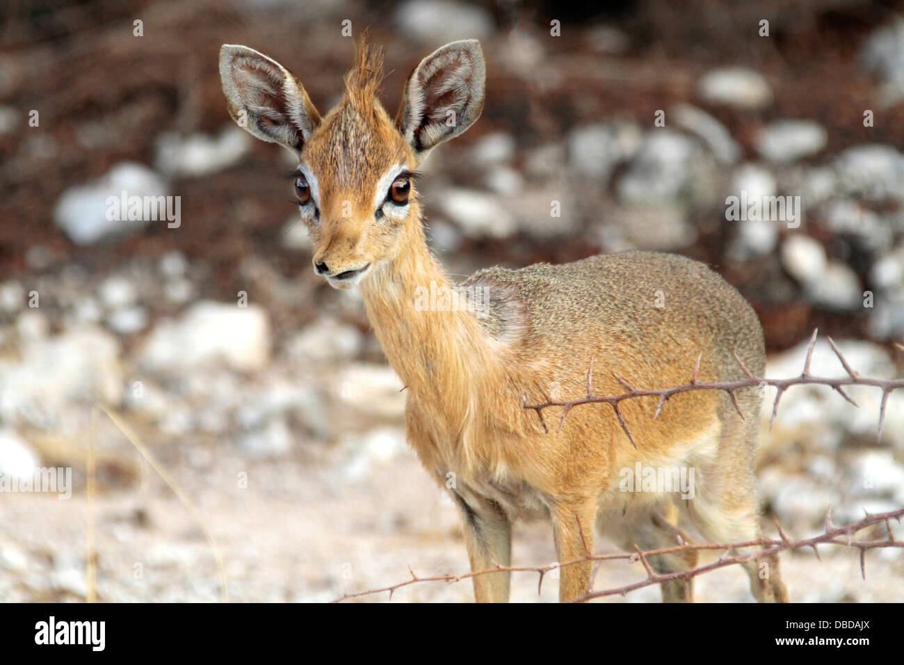 Dik-dik, Namibia's smallest antelope, looks, listens with its big ears ...
