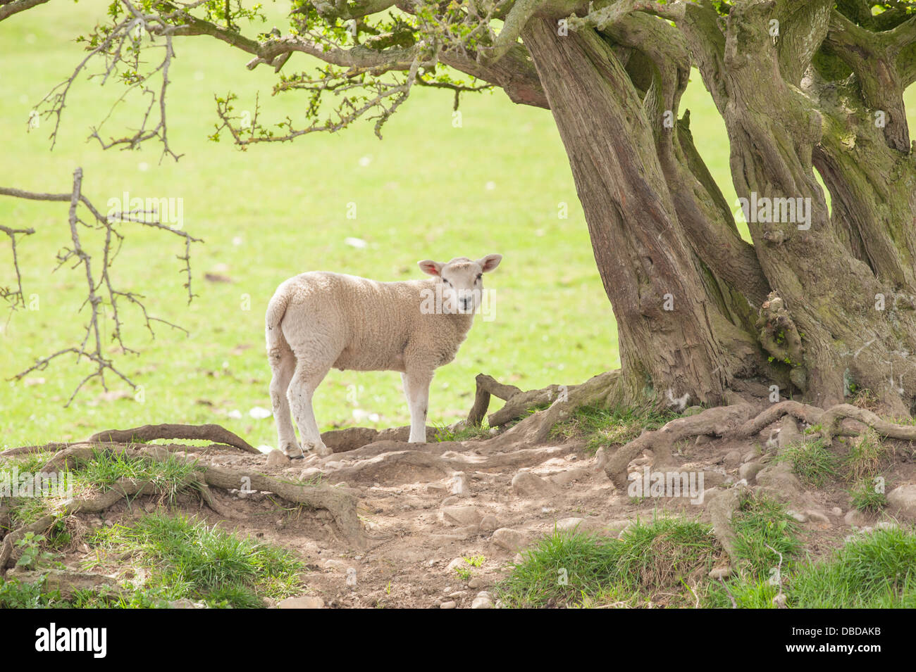 Lamb under old tree at the side of Glasson Dock Stock Photo - Alamy