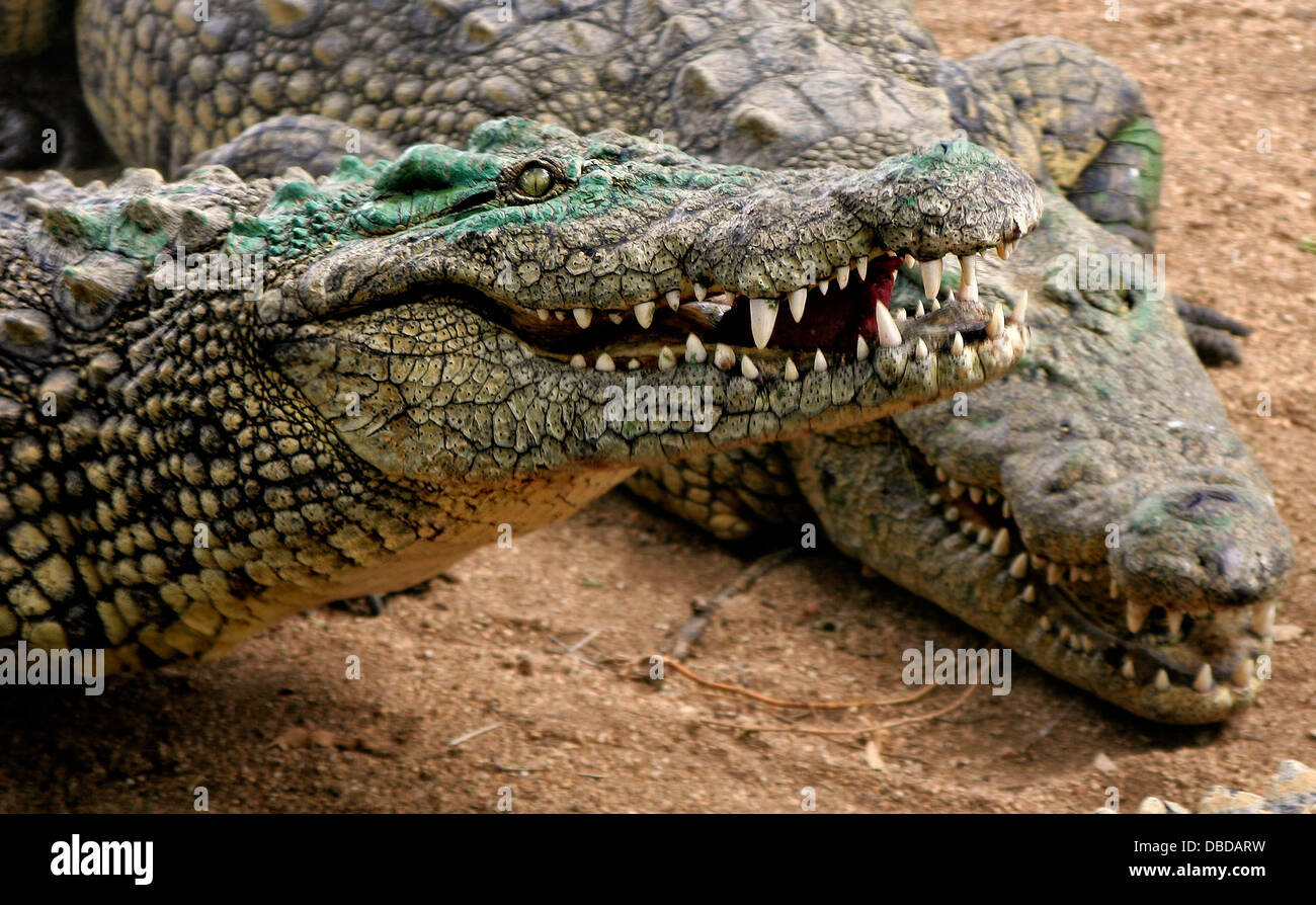Two Headed Crocodile