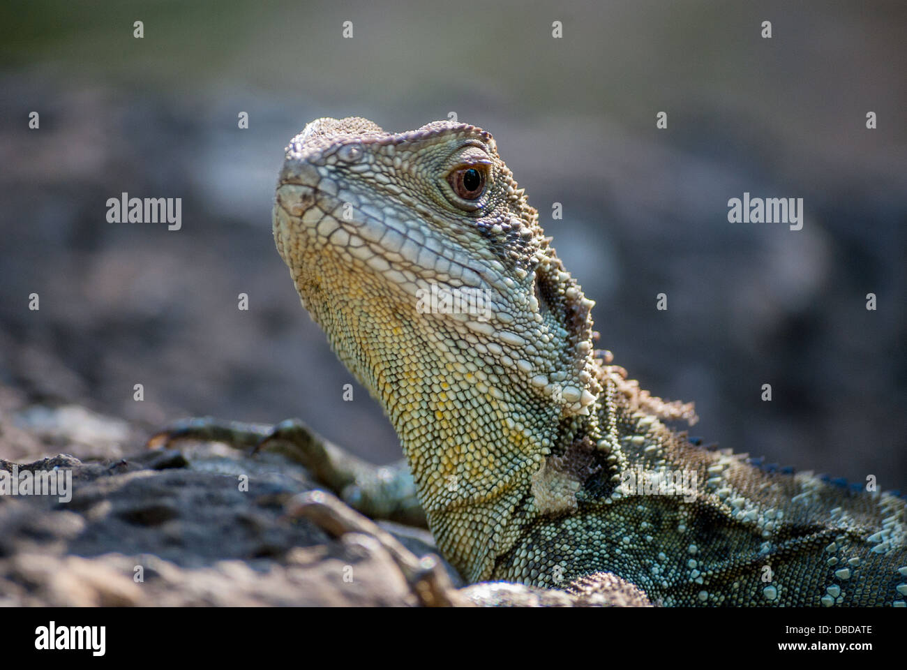 Australian native animals in the australian outback hi-res stock ...
