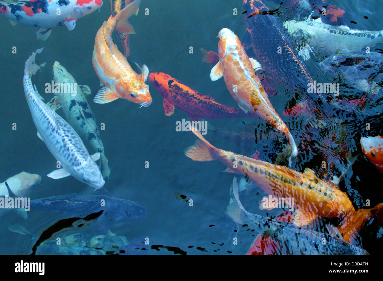 A shoal of Koi Carp looking for food Stock Photo - Alamy