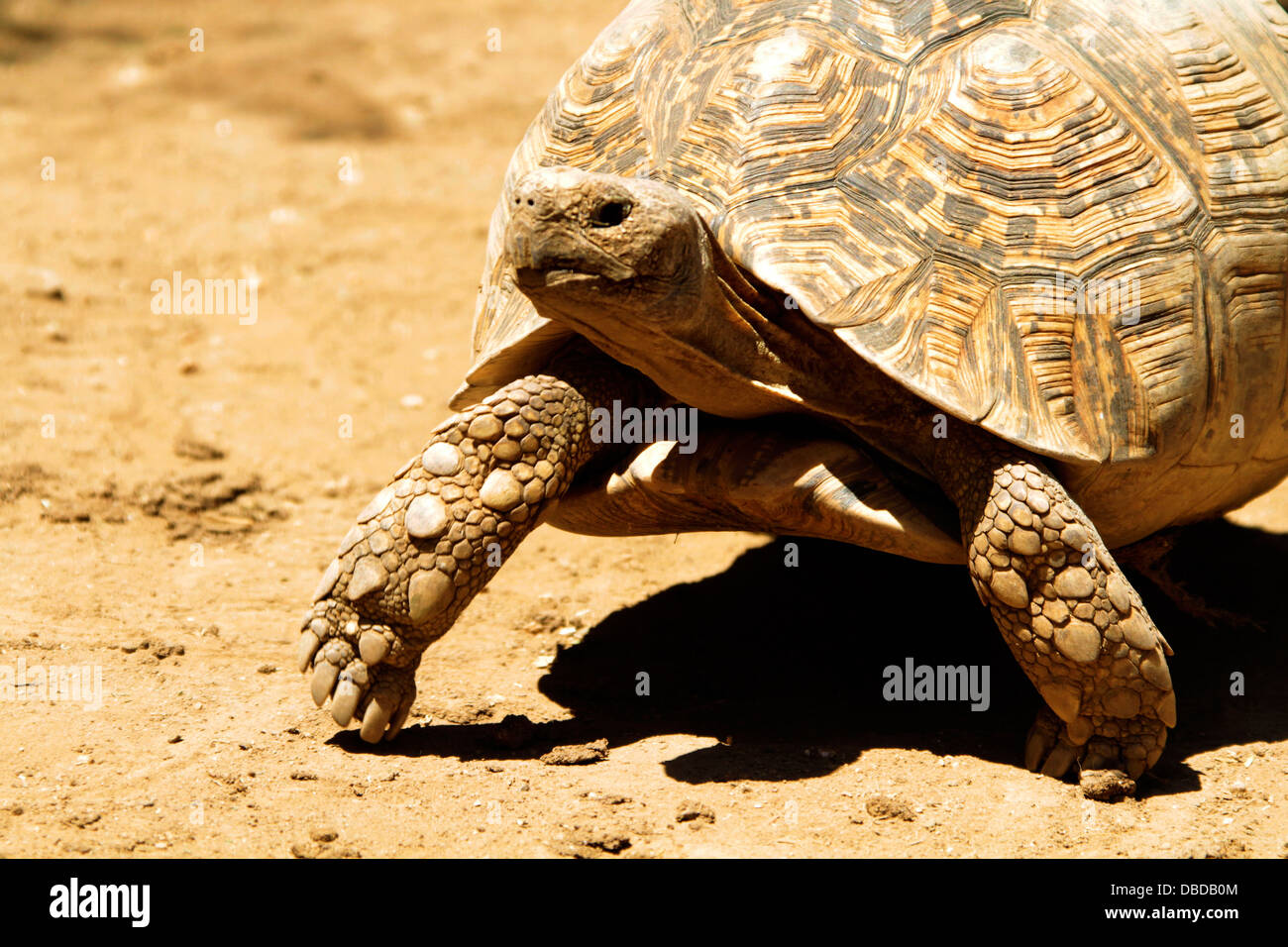 One of namibias little five hi-res stock photography and images - Alamy
