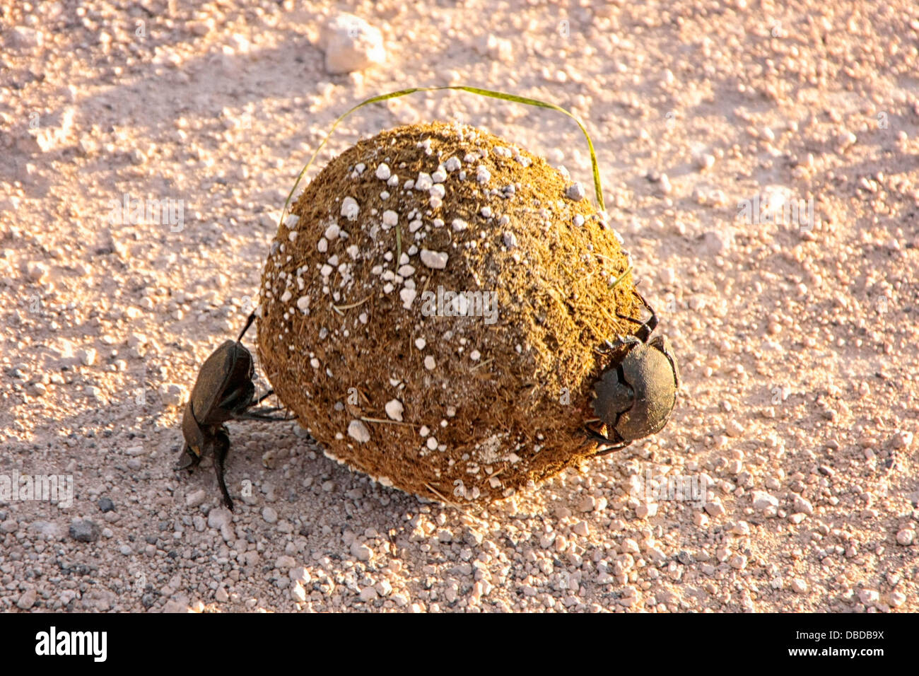 Dung beetle egg hi-res stock photography and images - Alamy