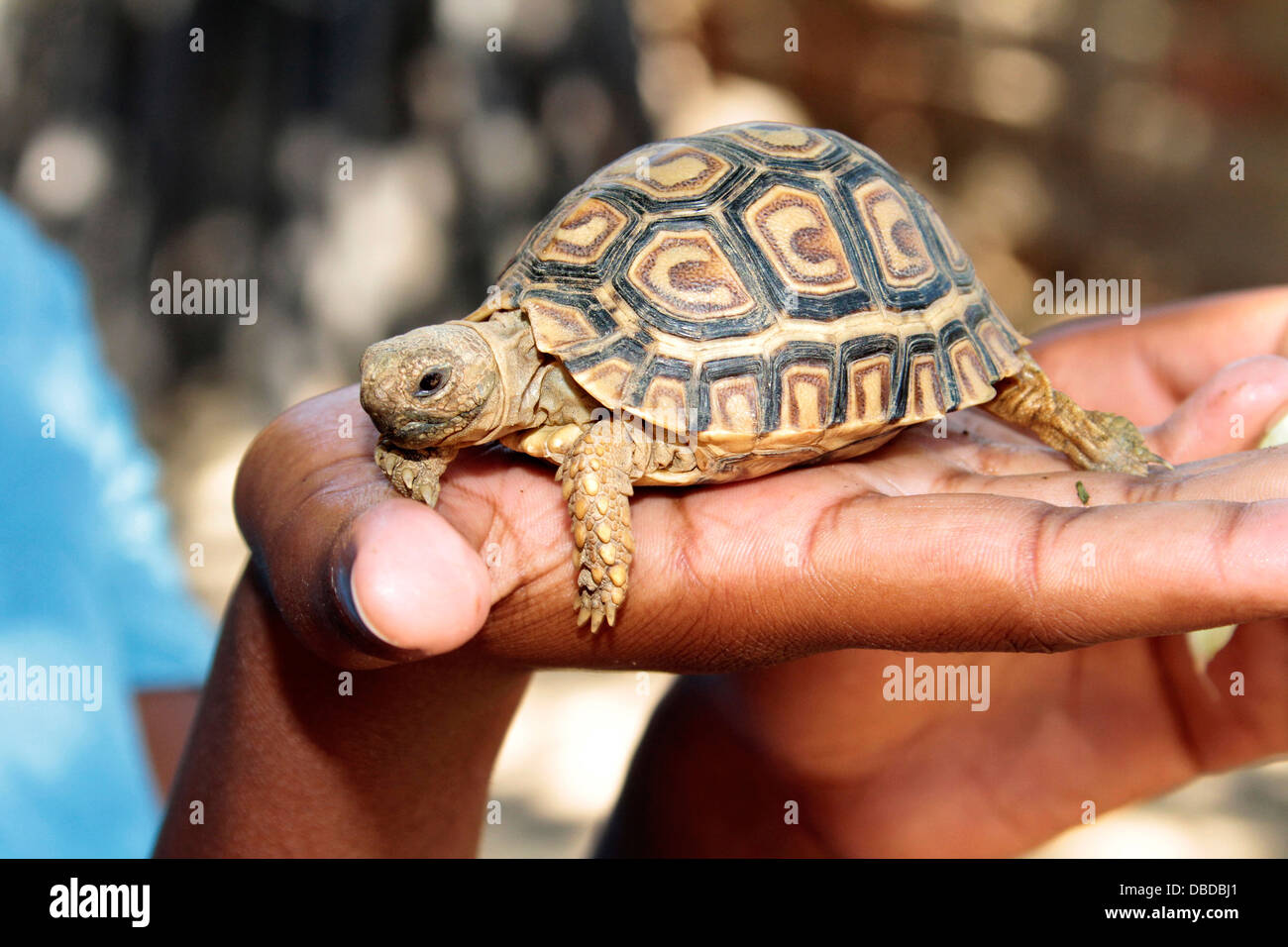 Baby Leopard Tortoise