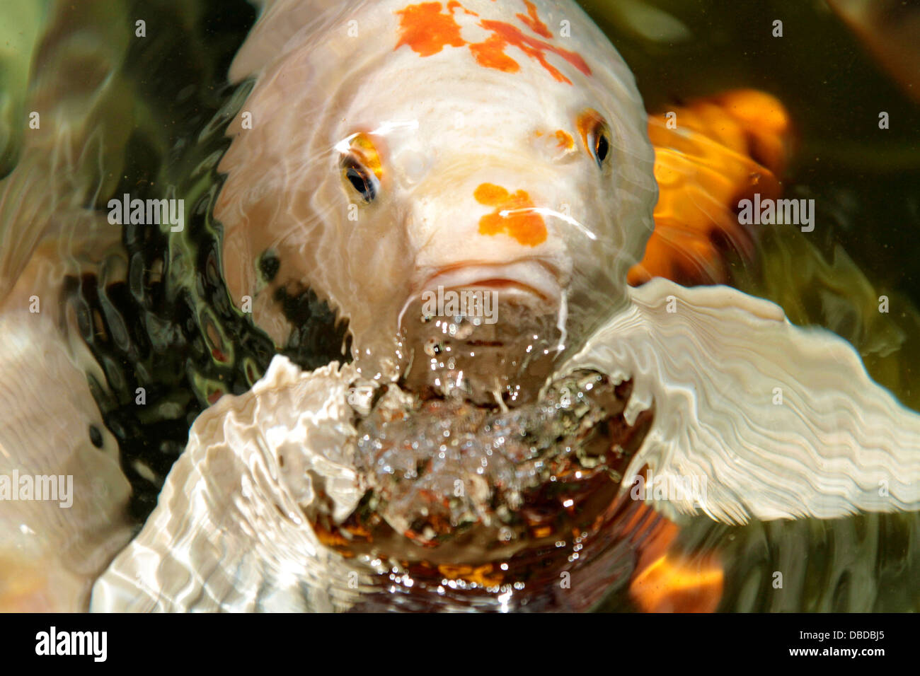 Koi mouth hi-res stock photography and images - Alamy