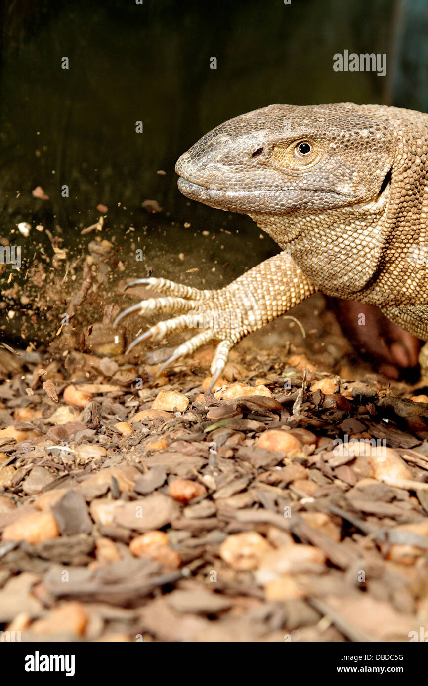 A monitor lizard on a mission at Otjiwarongo Crocodile Farm Stock Photo ...